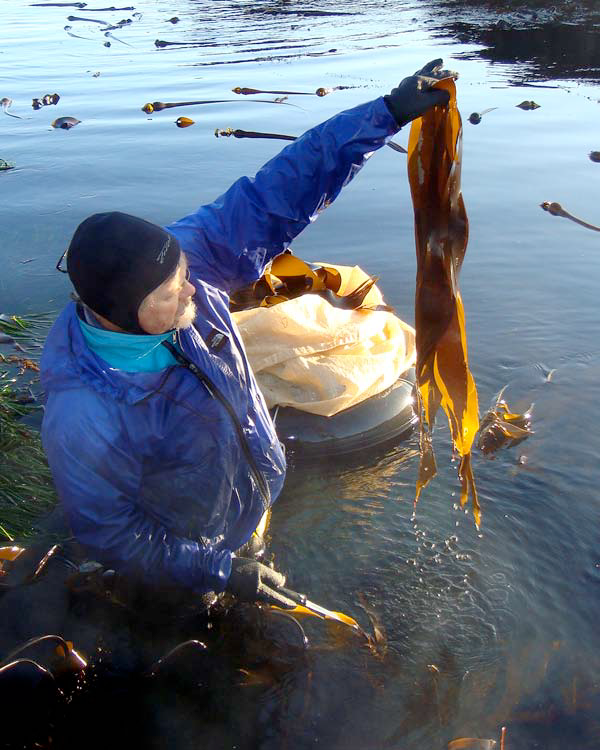 Larry Knowles, Rising Tide Sea Vegetables | CAMEO